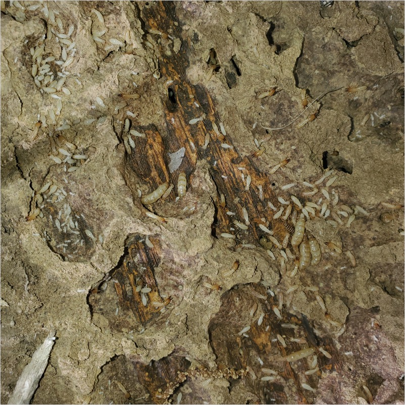 Mid-State Pest Control